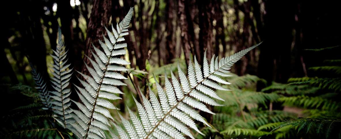 How to use the FernMark Licence to boost your branding overseas - myNZTE