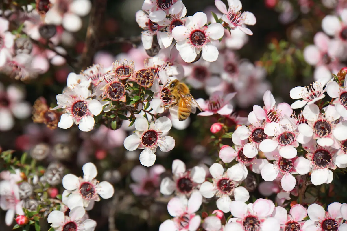 Demand for mānuka honey in 6 overseas markets - myNZTE