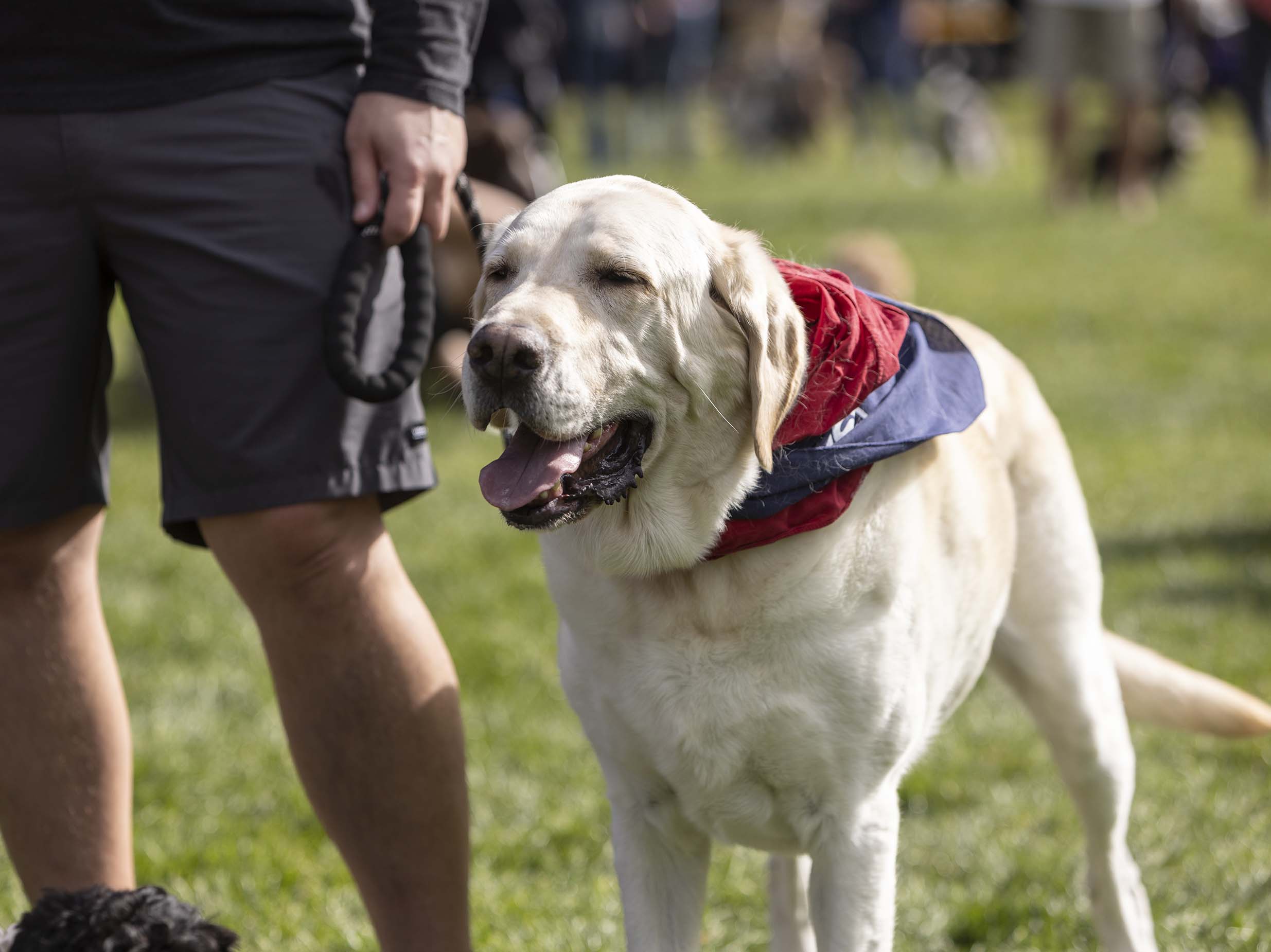 What is the Best Friends foster program?