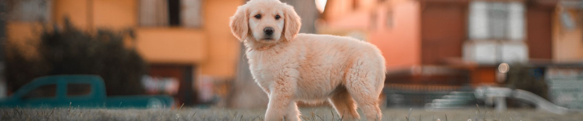 5 ways to help the animal community