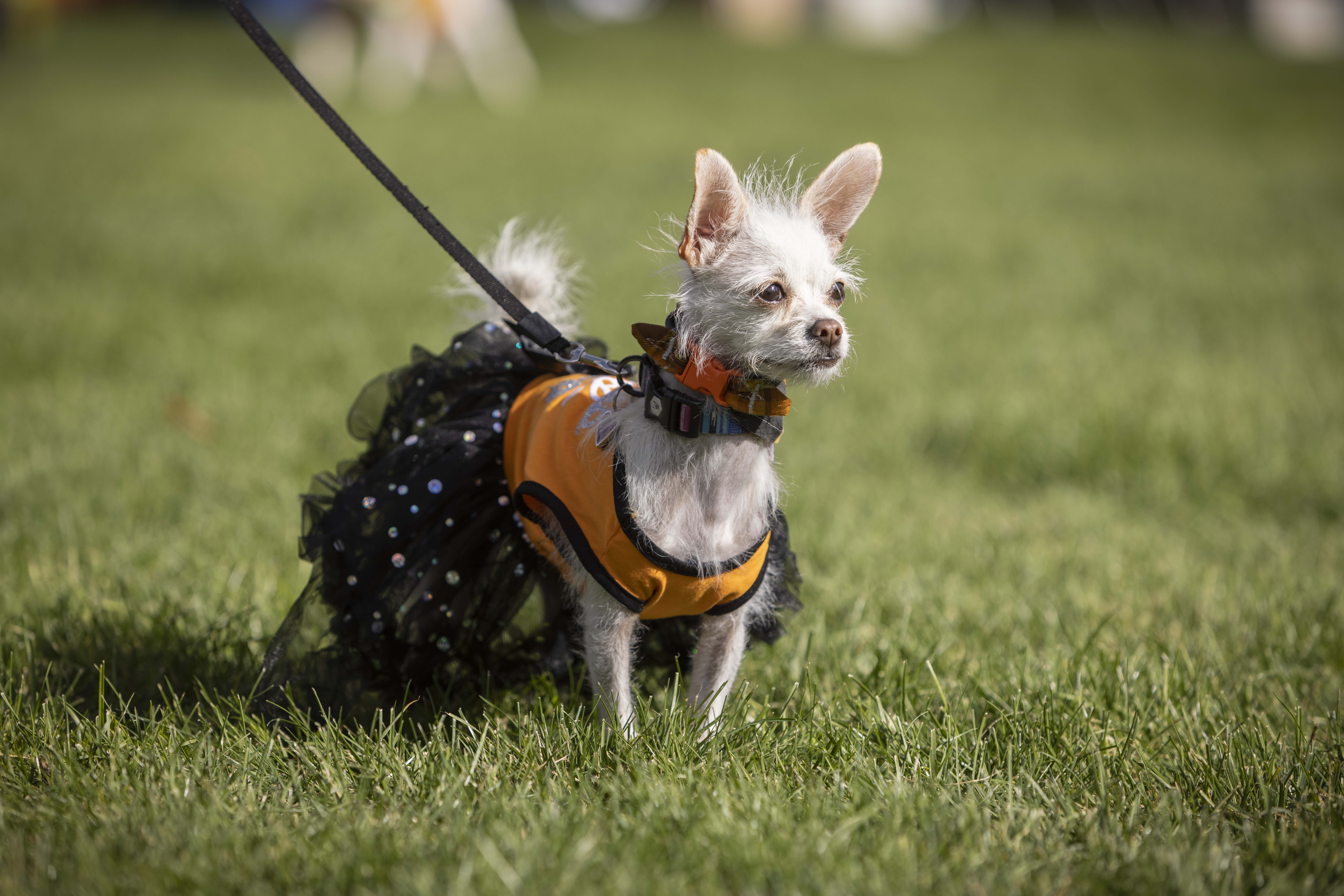 Strut Your Mutt 2024: Best Friends’ pet adoption event happens Oct. 19