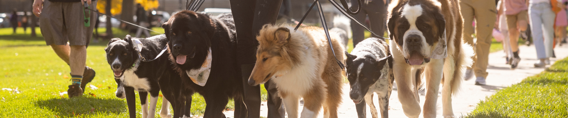 Favorite moments from Best Friends’ Strut Your Mutt event