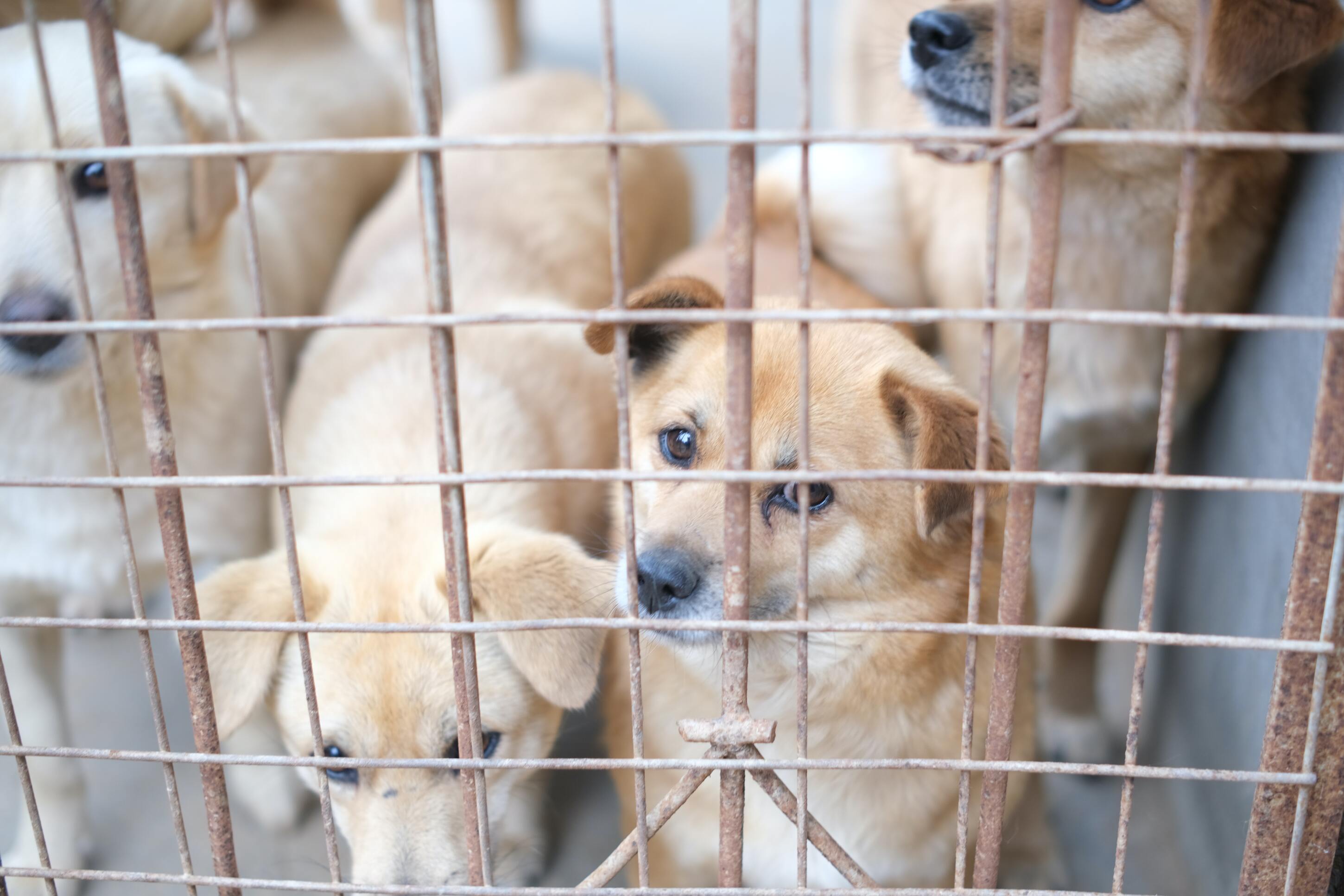 What is a puppy mill? And why you should care!