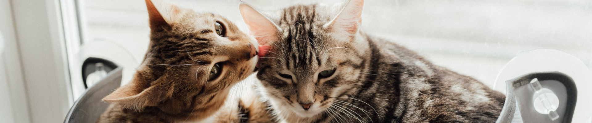 10 items every cat owner needs