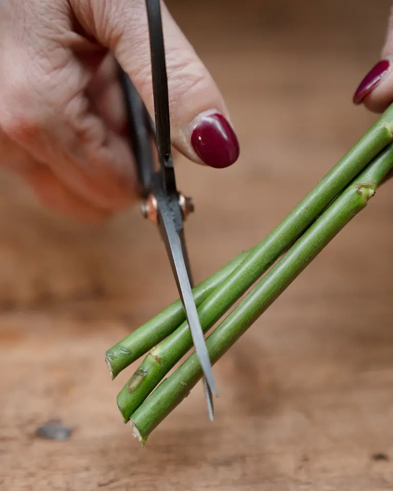 How to Make Flowers Last Longer | Tips for Keeping Flowers Fresh | M&S