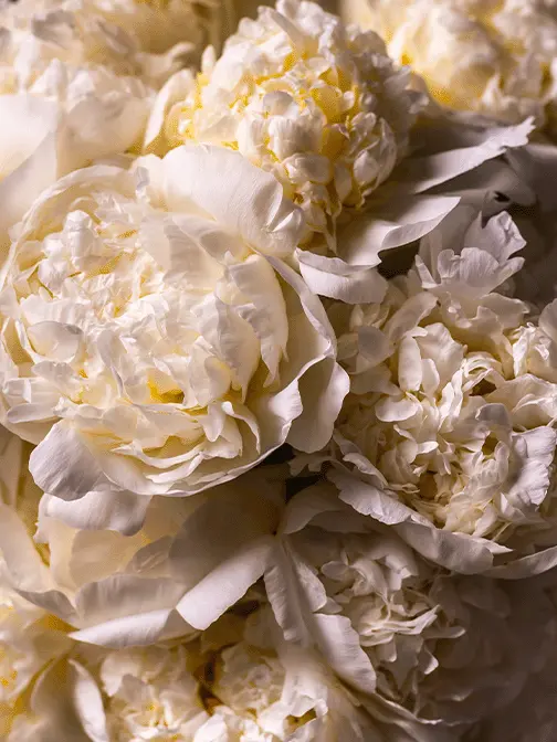 British Peony Season | M&S Food