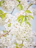 British Cherry Season | M&S Food