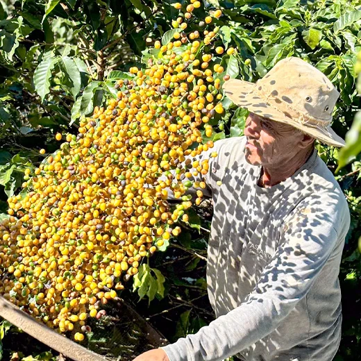 About Our Coffee | M&S Food