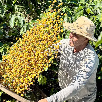 About Our Coffee | M&S Food