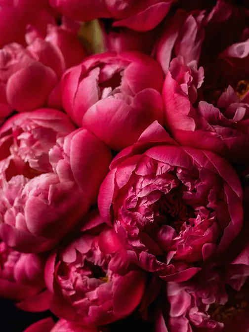 British Peony Season | M&S Food