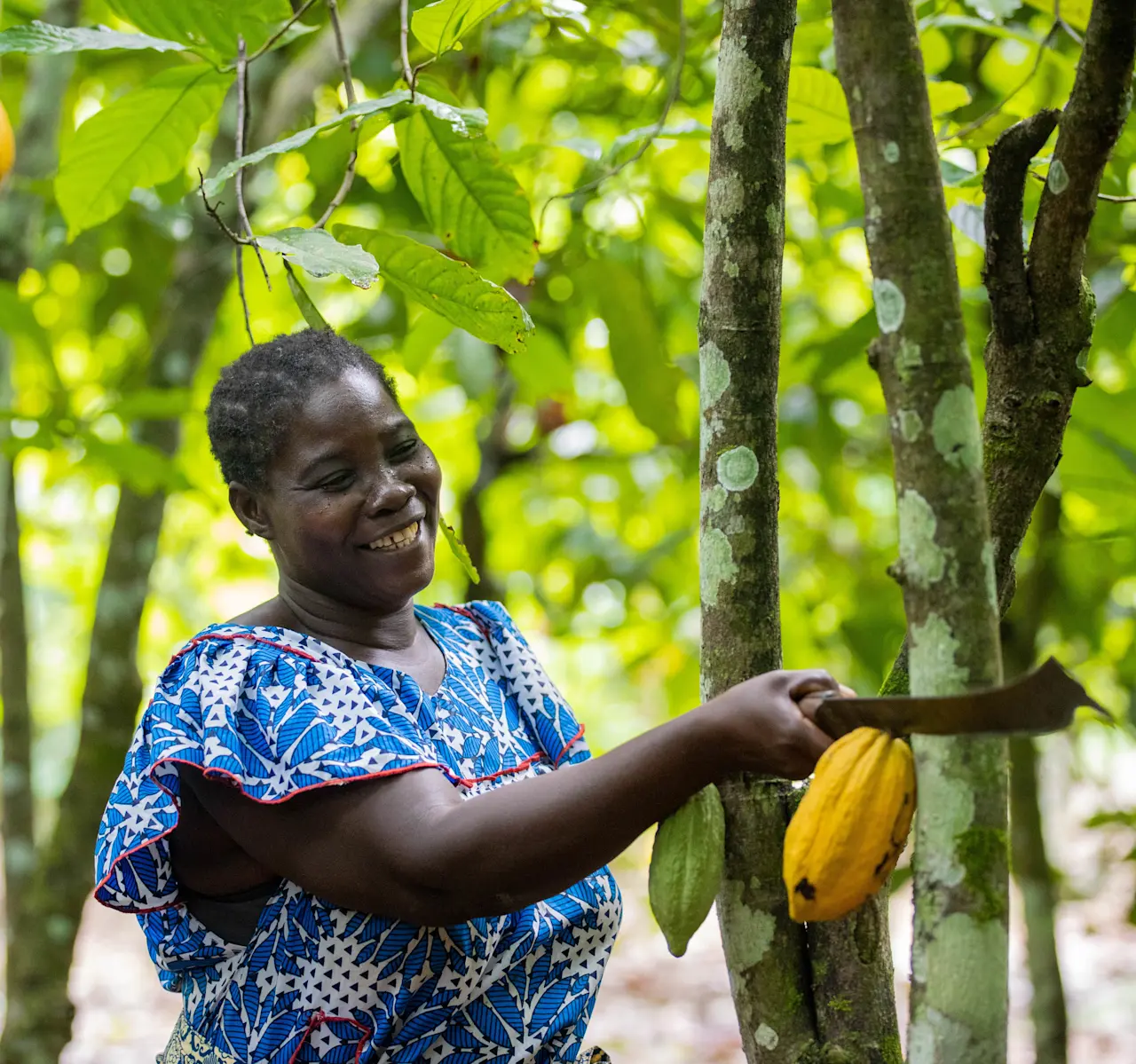 Our Commitment to Responsibly Sourced Cocoa | M&S Food