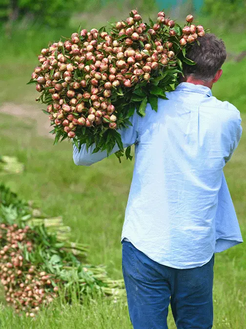 British Peony Season | M&S Food