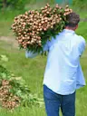 British Peony Season | M&S Food
