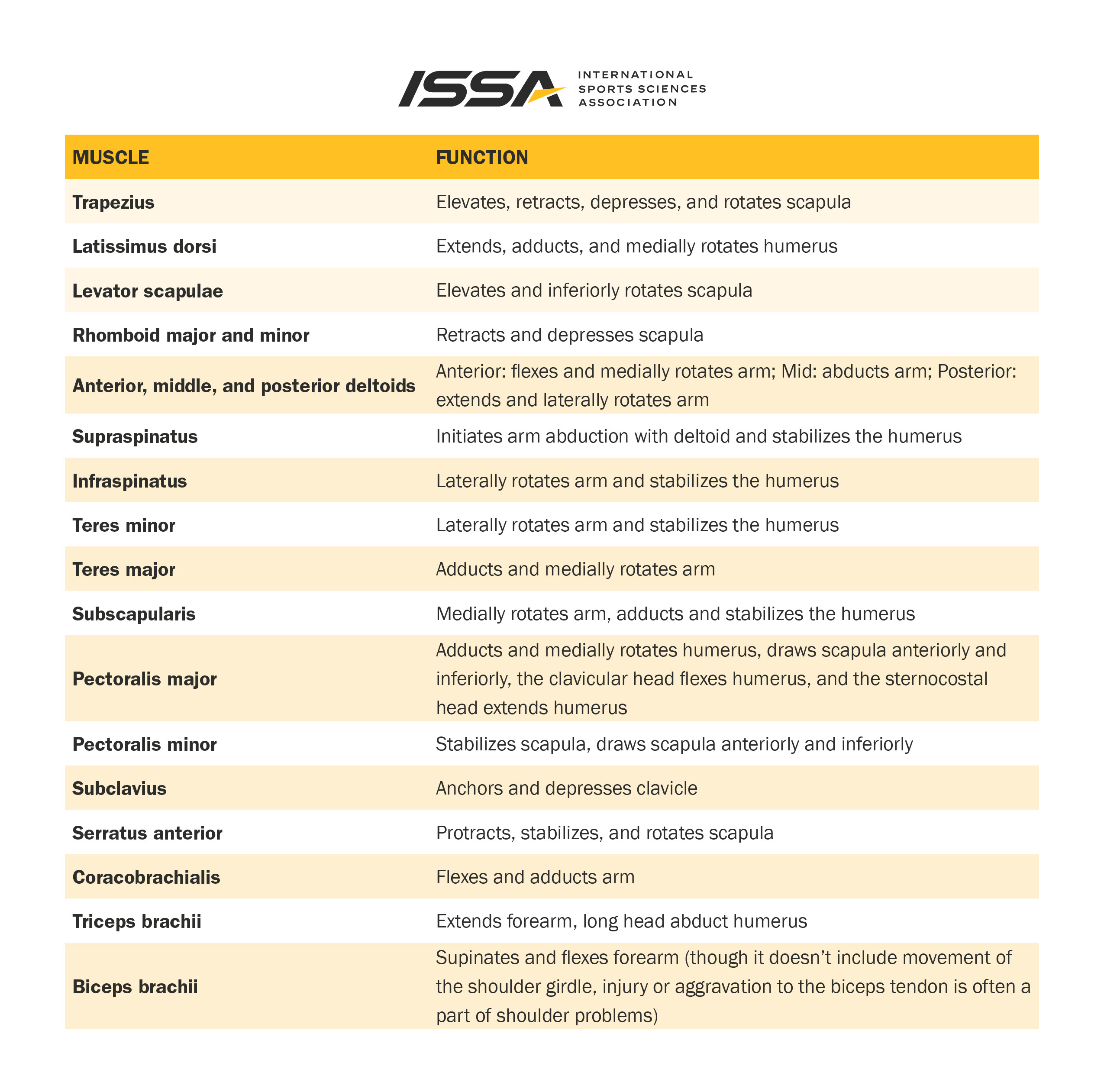 9 Tips to Prevent Bench Press Shoulder Injuries | ISSA