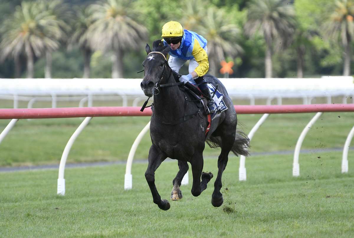 Hankee Alpha flying the flag for locals in NZB Kiwi