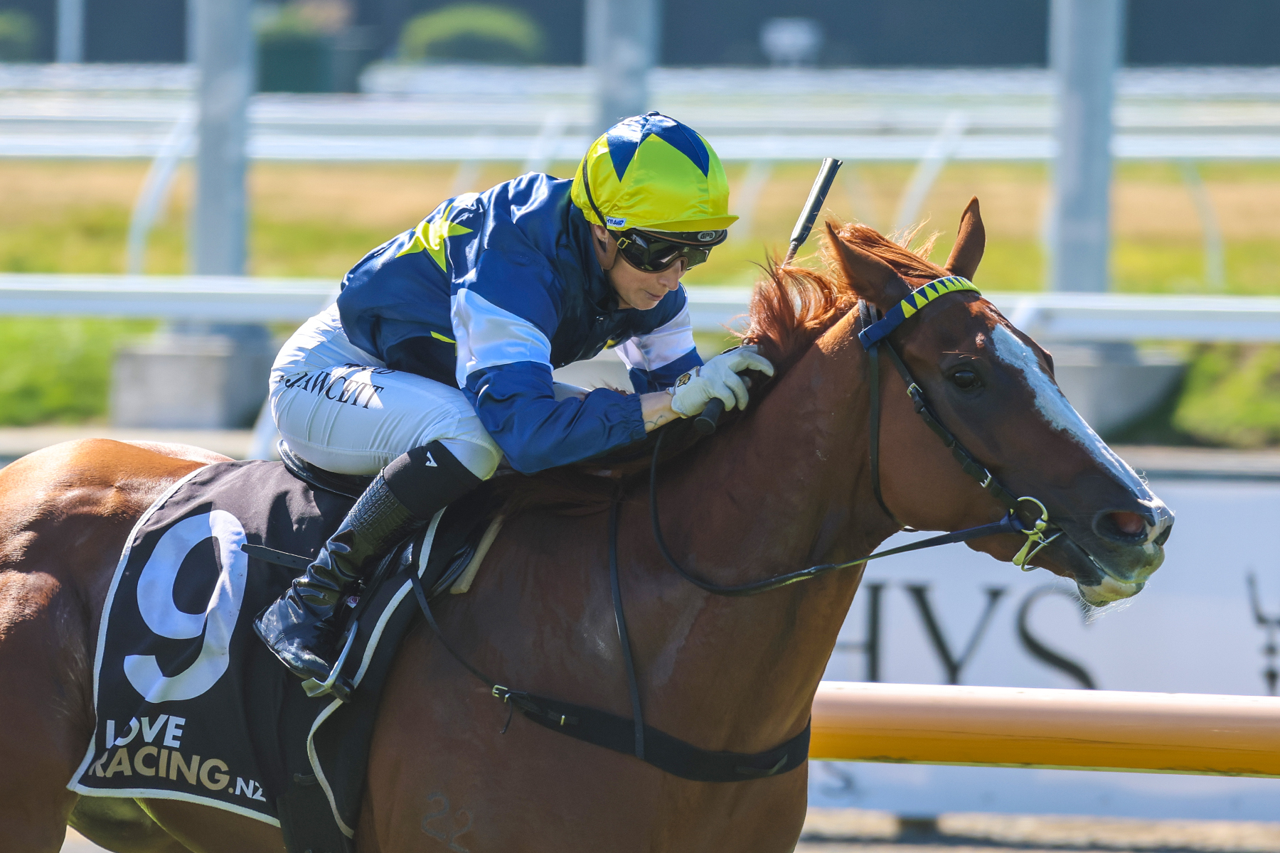 Riviera Rebel hoping to continue Riccarton love affair