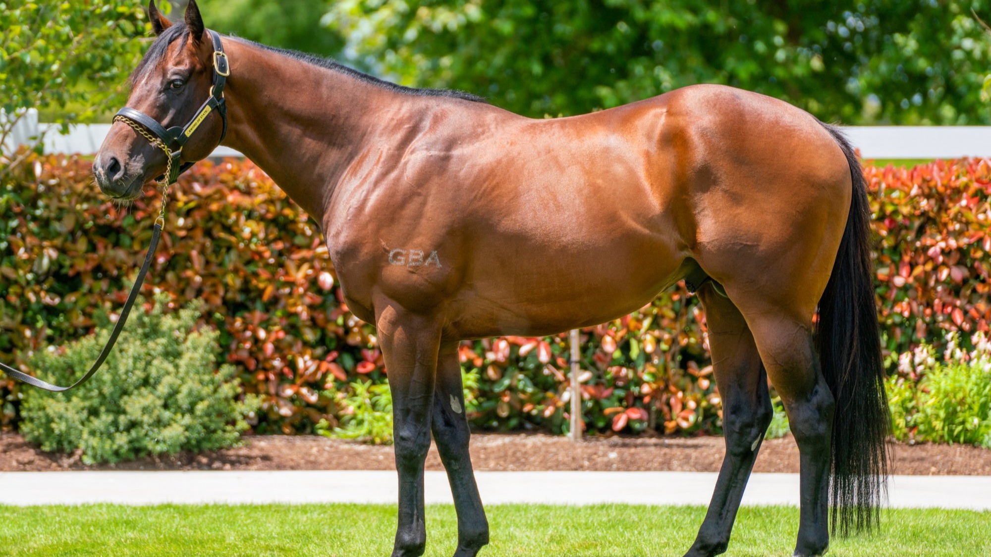 Stallion confidence reflected in Karaka draft