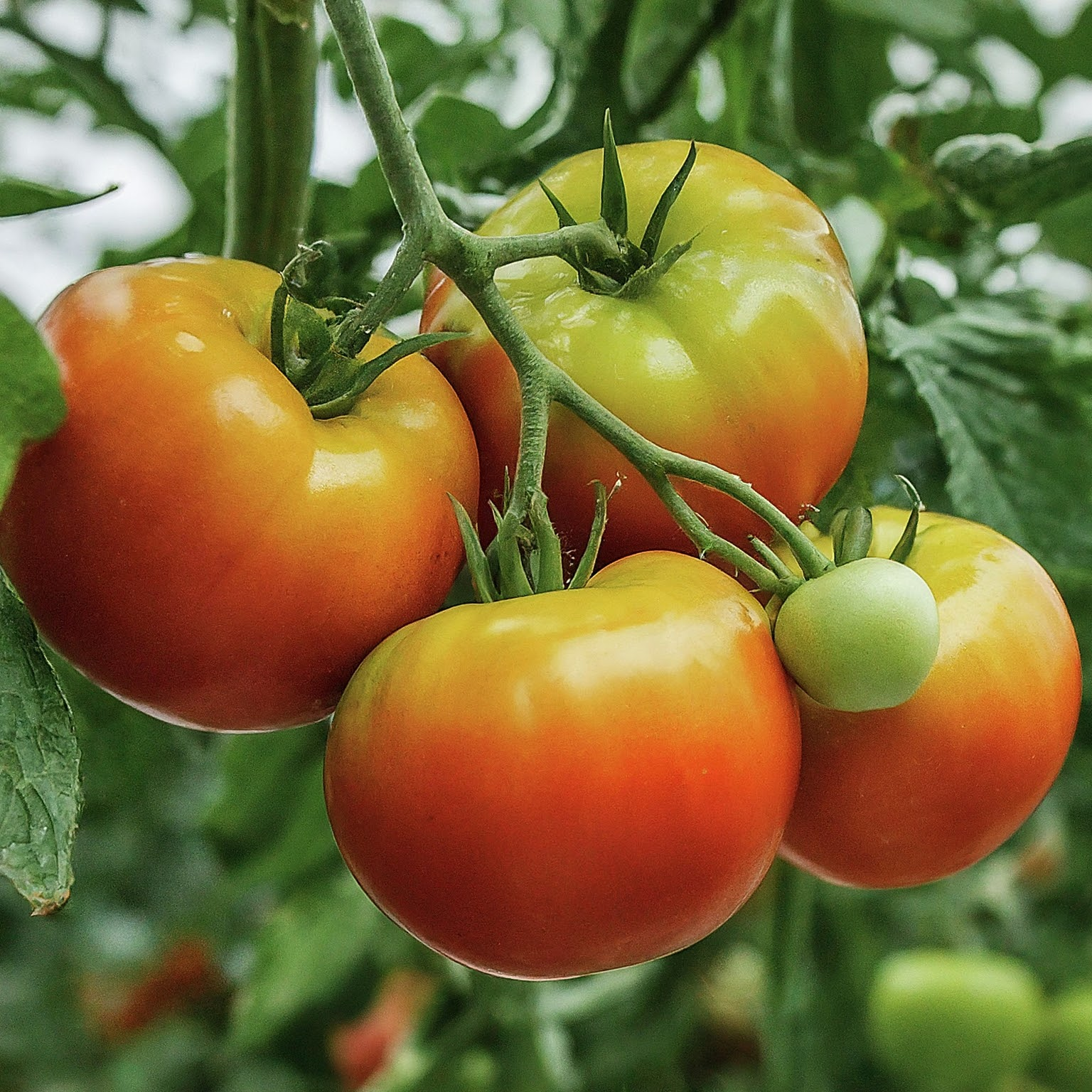 The Florida Weave: An Efficient Trellising Method for Tomatoes