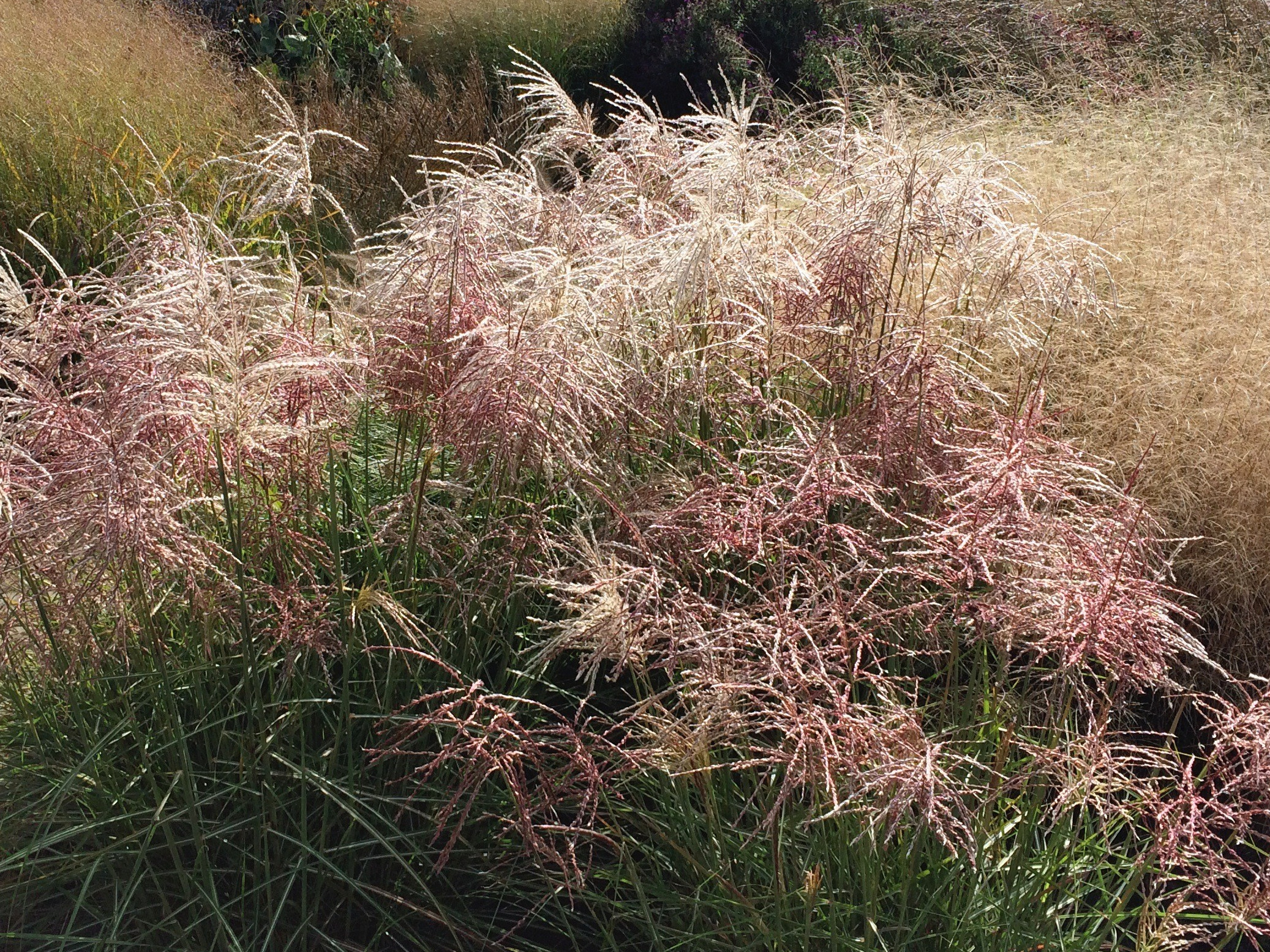 Miscanthus sin. 'Pink Cloud'