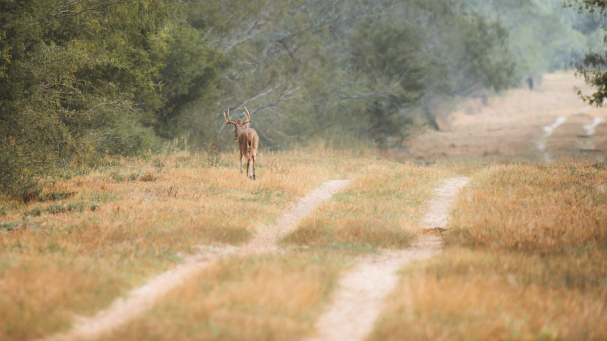 How Zach Ferenbaugh Kills Whitetails From the Ground | MeatEater Wired ...