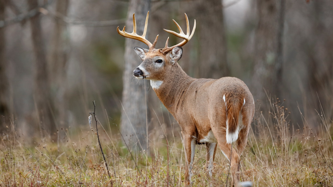 3 Things My First Out-of-State Whitetail Hunt Taught Me | MeatEater ...