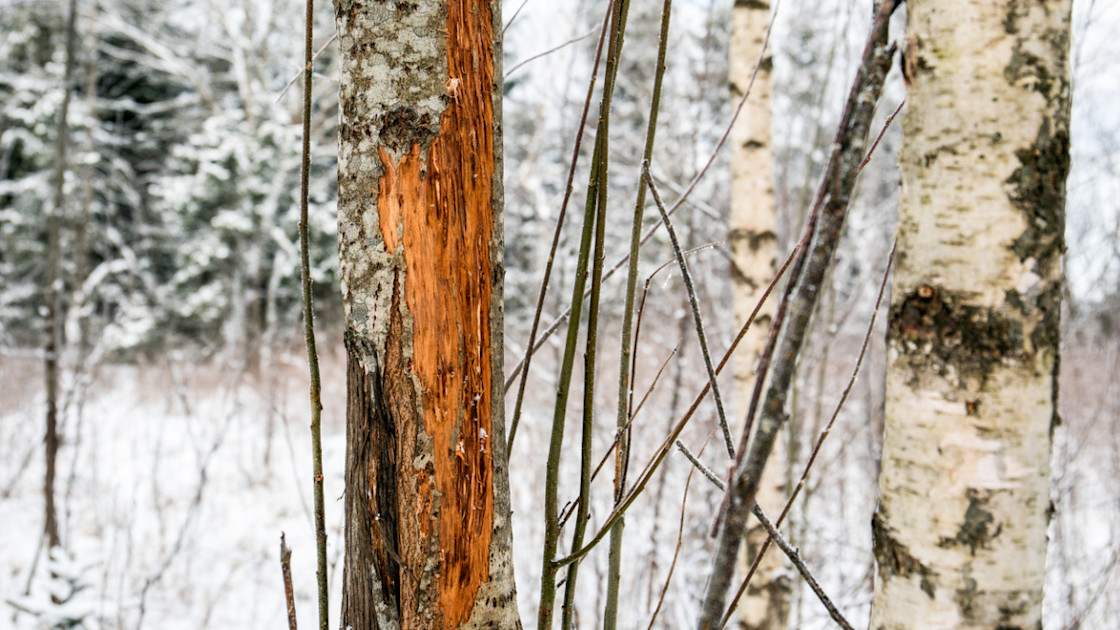 How to Winter Scout for Big Woods Whitetails | MeatEater Wired to Hunt