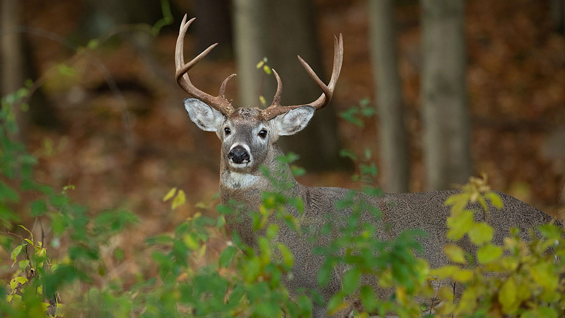 3 Biggest Mistakes Whitetail Hunters Make in the Early Season ...