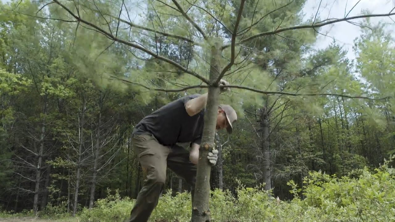 S1-E17: Creating the PERFECT Fake Scrape Tree