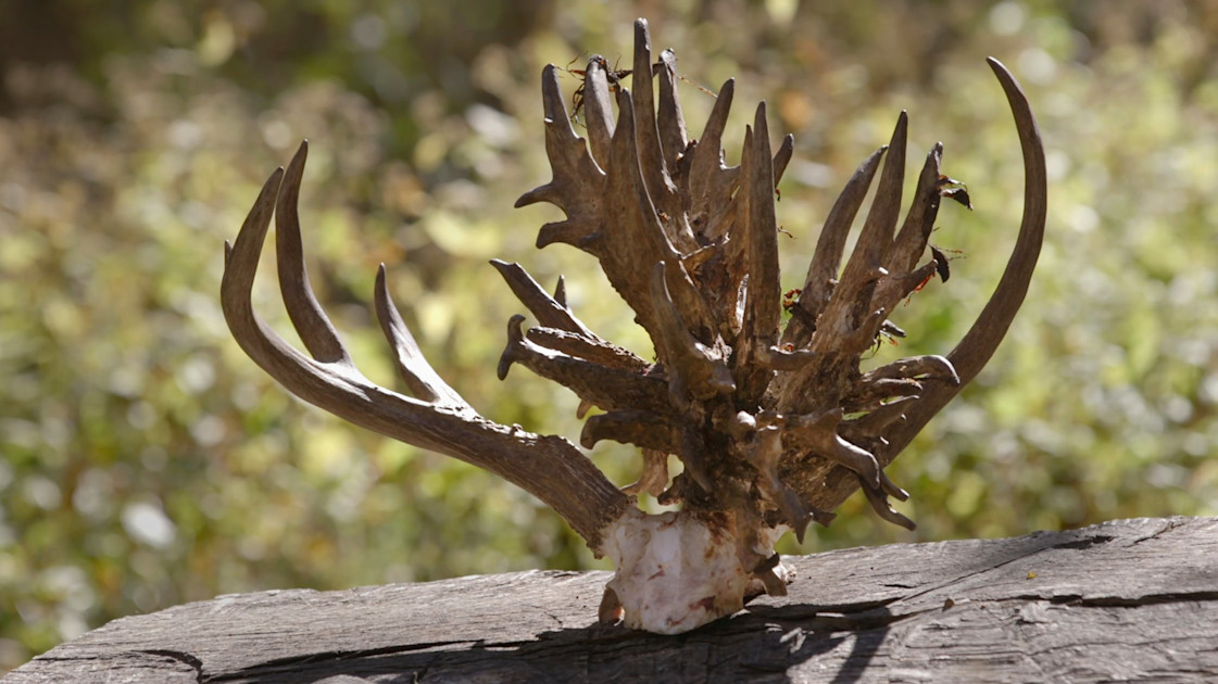 67-Point “Butcher Buck” is Second Biggest in Bowhunting History ...