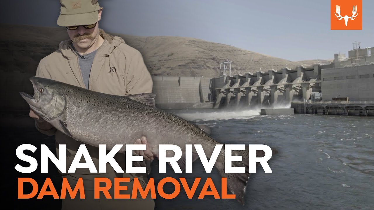 Snake River Dam Removal | Cal In the Field Season 6