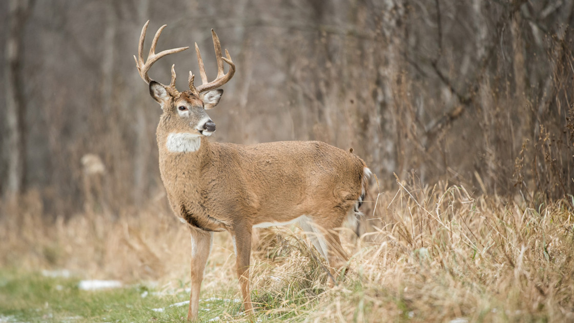 Rut Fresh Report: 11/26 | MeatEater Wired To Hunt