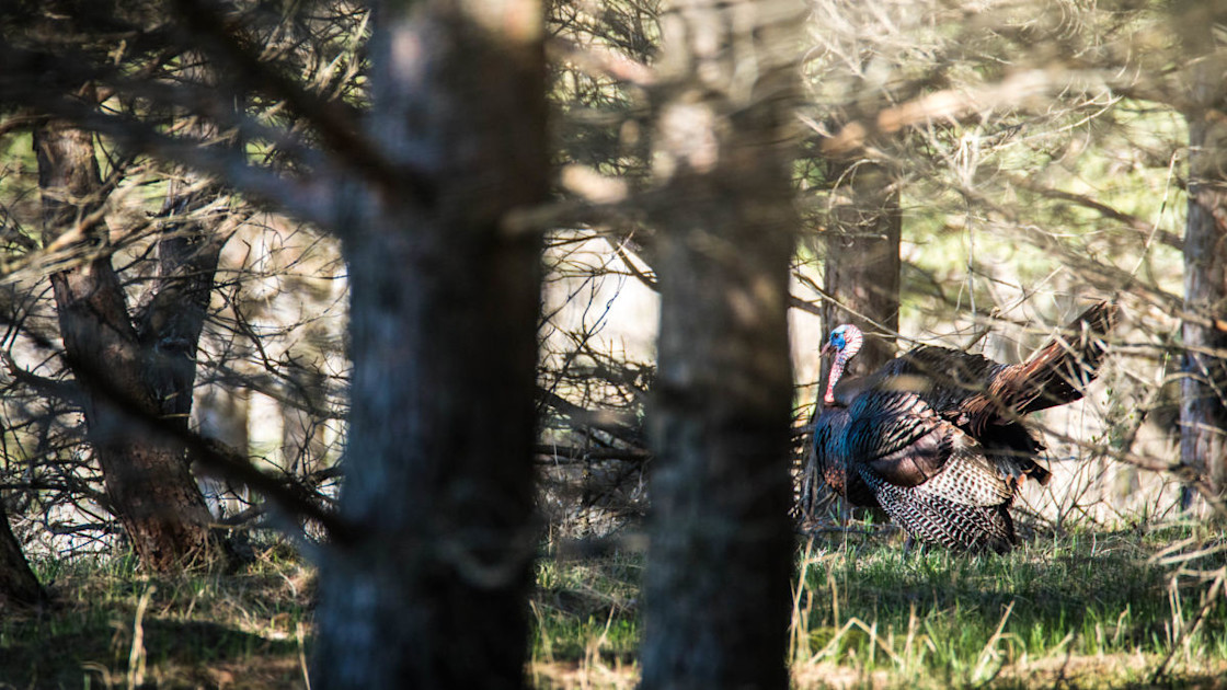 How to Kill a Tom on Public Land | MeatEater Hunting