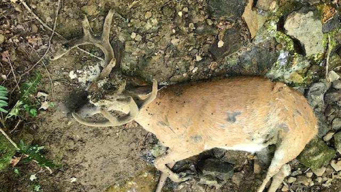 2020 EHD Report | MeatEater Wired to Hunt