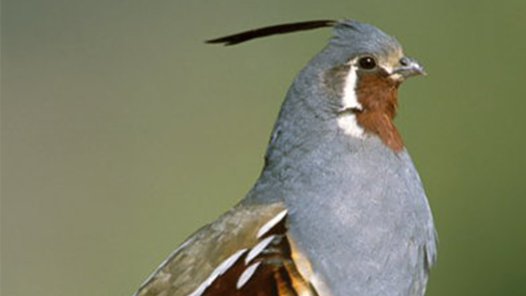 How to Hunt Mountain Quail | MeatEater Hunting