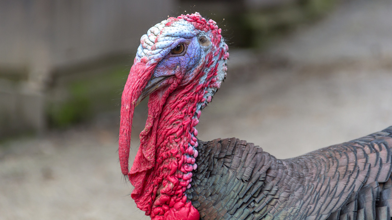 4 Things You Can Learn from a Tom’s Snood | MeatEater Hunting