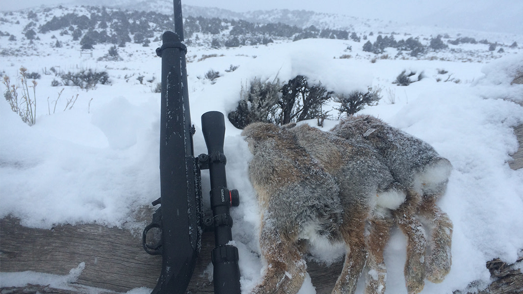 Still-Hunting for Small Game | MeatEater Hunting