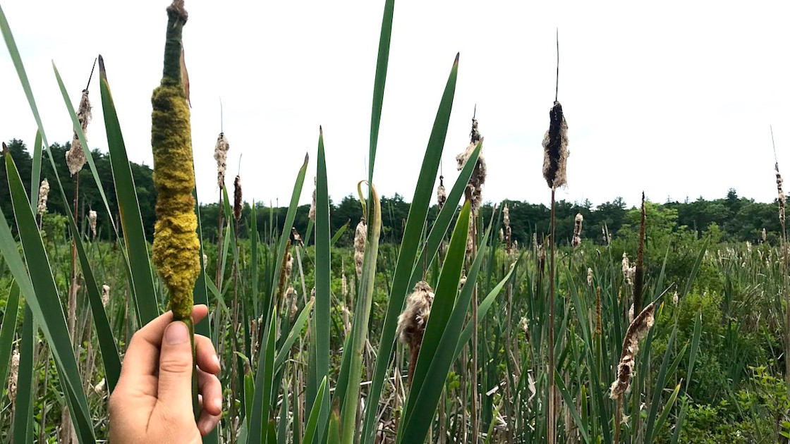 Swamp Delicacy: The Can’t-Miss Foraged Food You’ve Been Ignoring ...