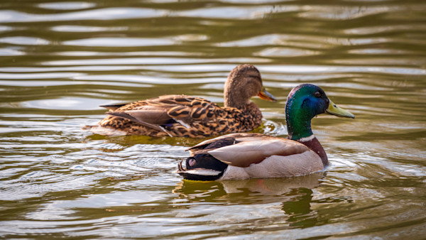 Ducks Unlimited duckDNA Project Confirms First Ever Leucistic Black ...