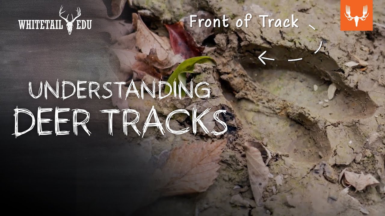 Understanding Deer Tracks | Whitetail EDU Season 1