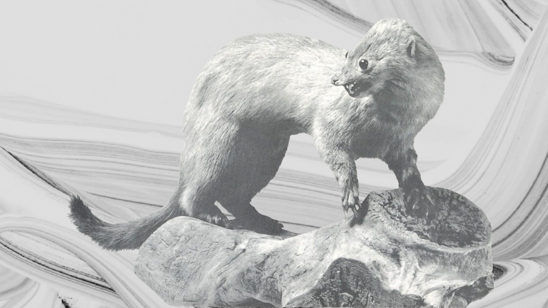 The Bizarre History of the Sea Mink | MeatEater Conservation News