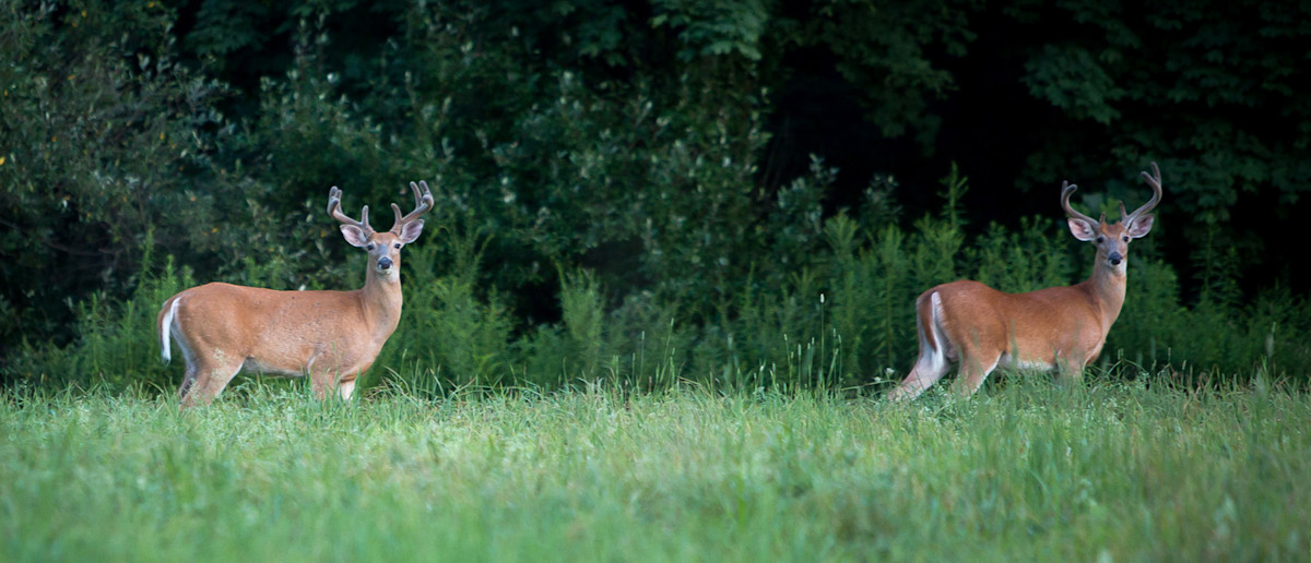 8 Reasons Why You and I Love Whitetail Deer | MeatEater Wired To Hunt