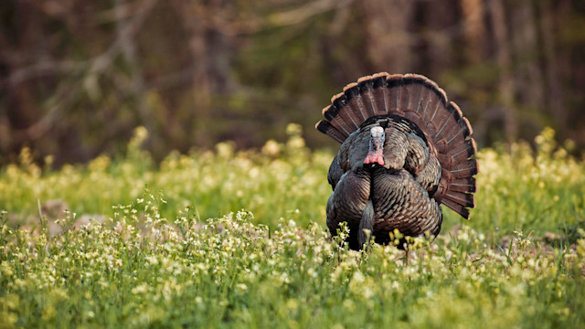 Silent Spring: Why Are Turkey Populations Falling? | MeatEater Conservation