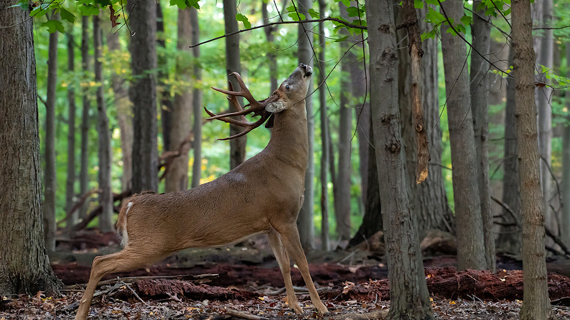 How to Hunt Edges in the Big Woods Down South | MeatEater Wired To Hunt
