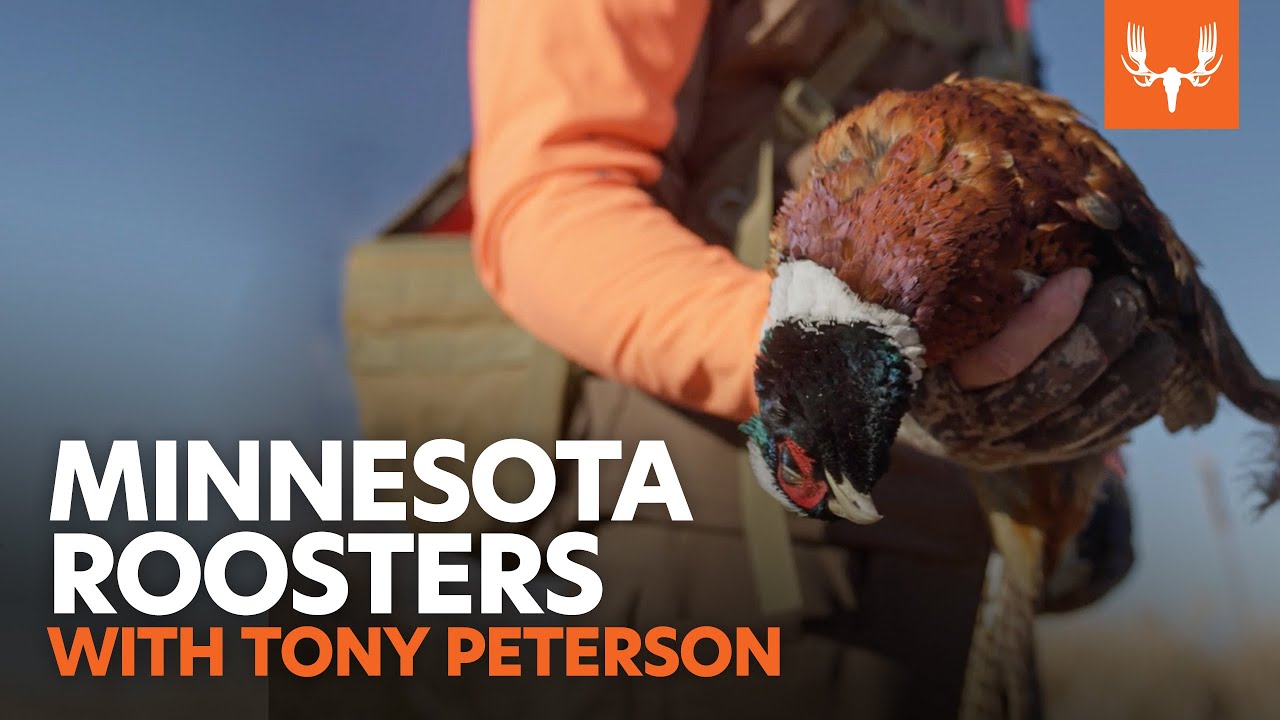 Minnesota Roosters | Tony Peterson Hunts Season 2