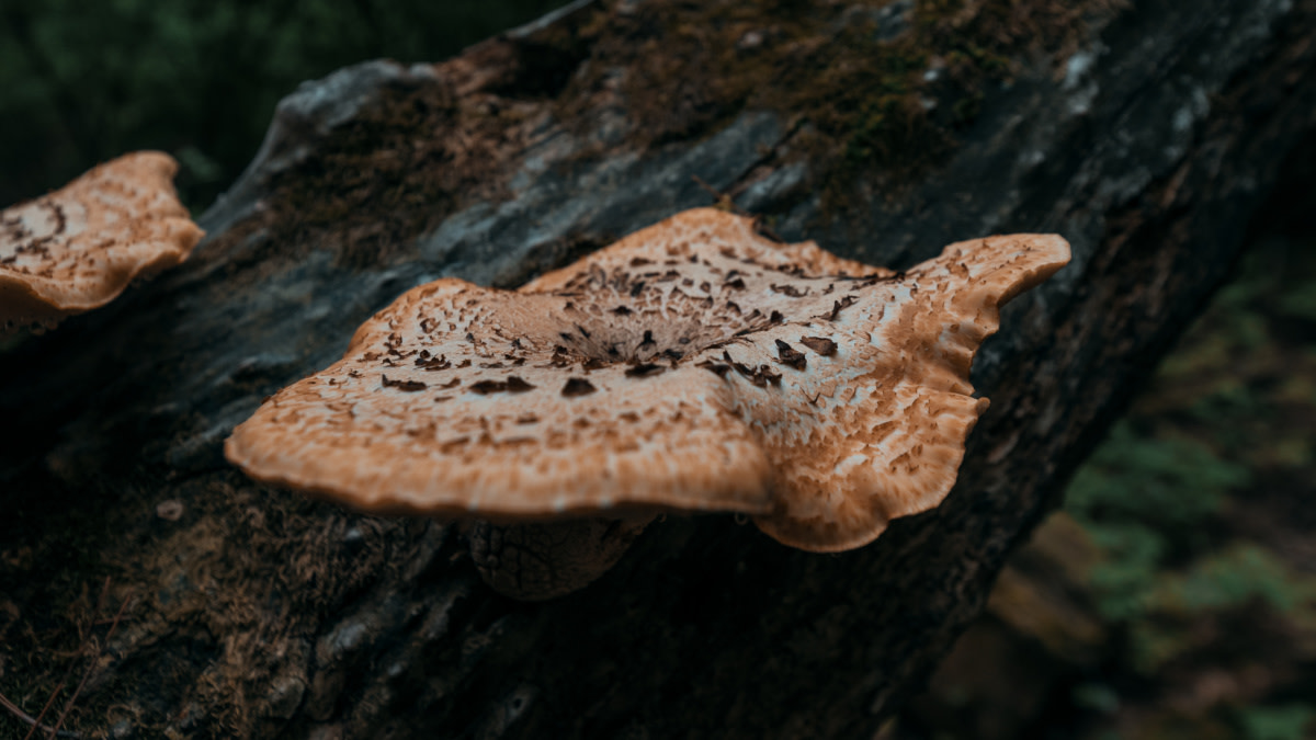 The Total Guide to Pheasant Back Mushrooms | MeatEater Wild Foods