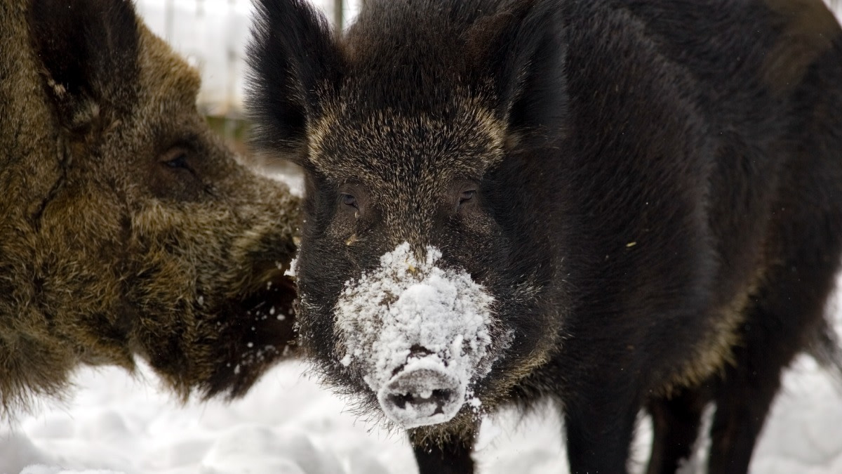 Canadian ‘Super Pig’ Poised to Spread into US | MeatEater Conservation