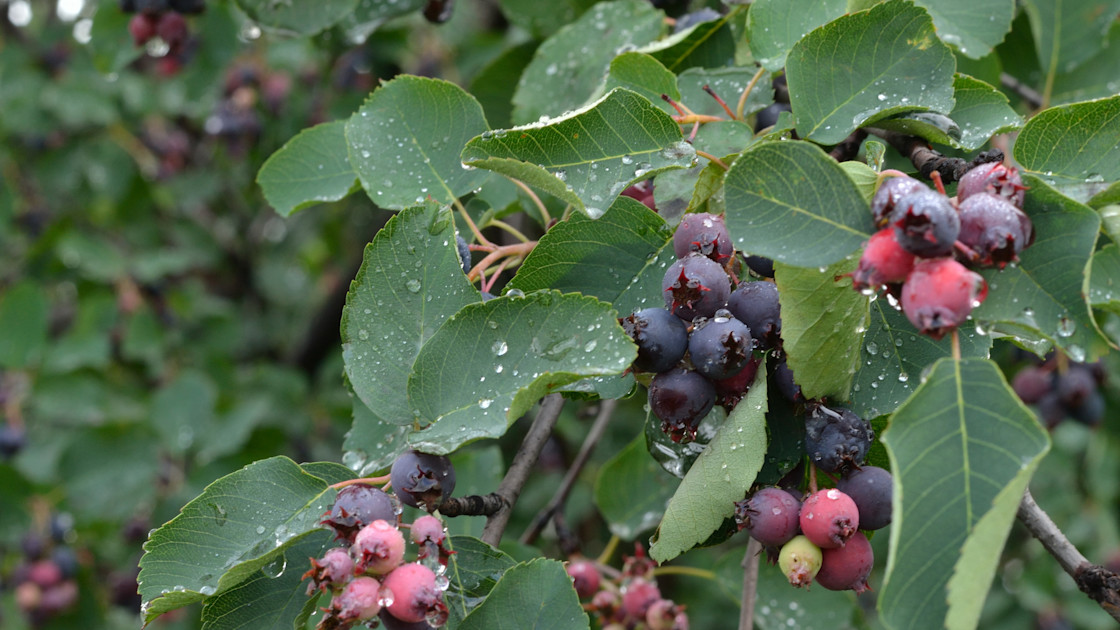 How to Incorporate Native Edible Plants in Your Garden | Wild + Whole