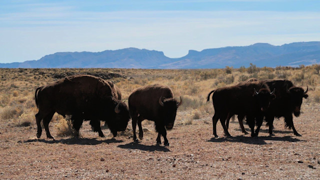 A Guide to Hunting Bison | MeatEater Hunting