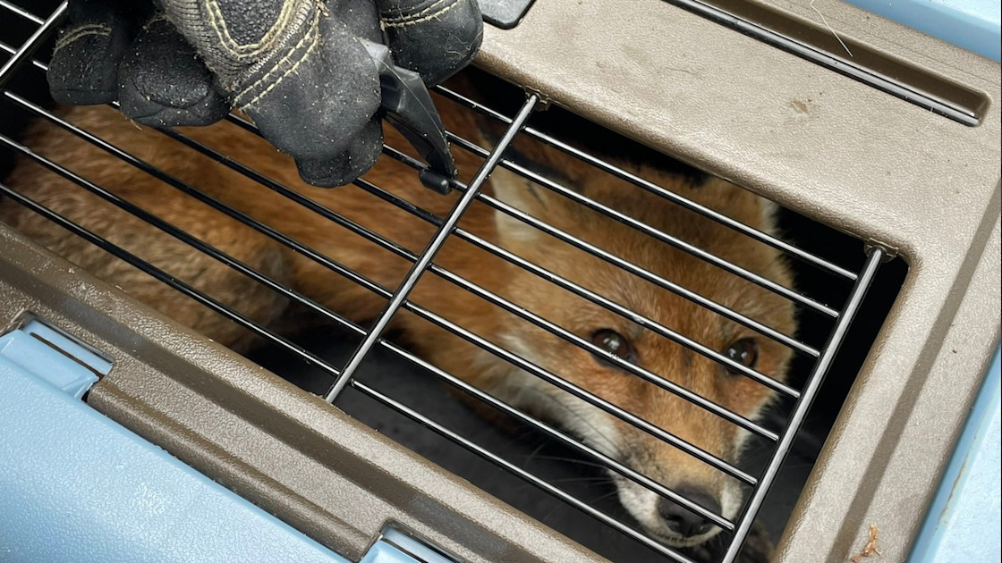 Rabid Fox Bites California Congressman and 8 Others | MeatEater ...