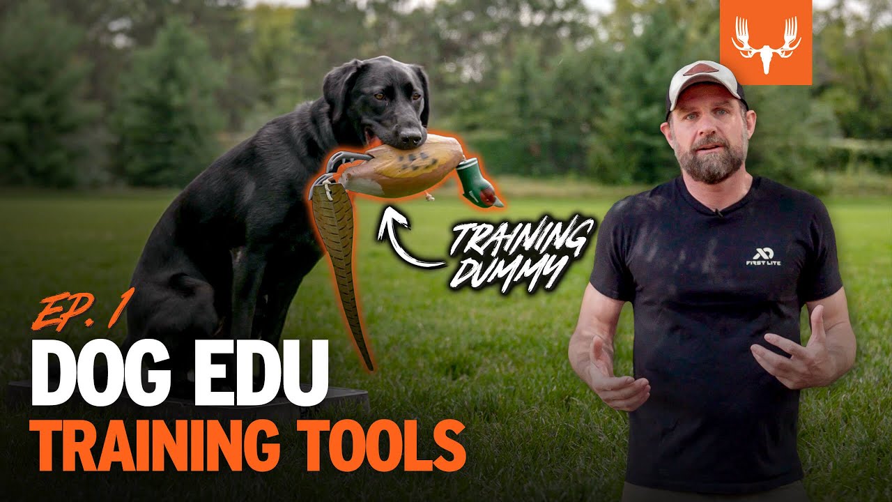 Training Tools | Dog EDU Season 1
